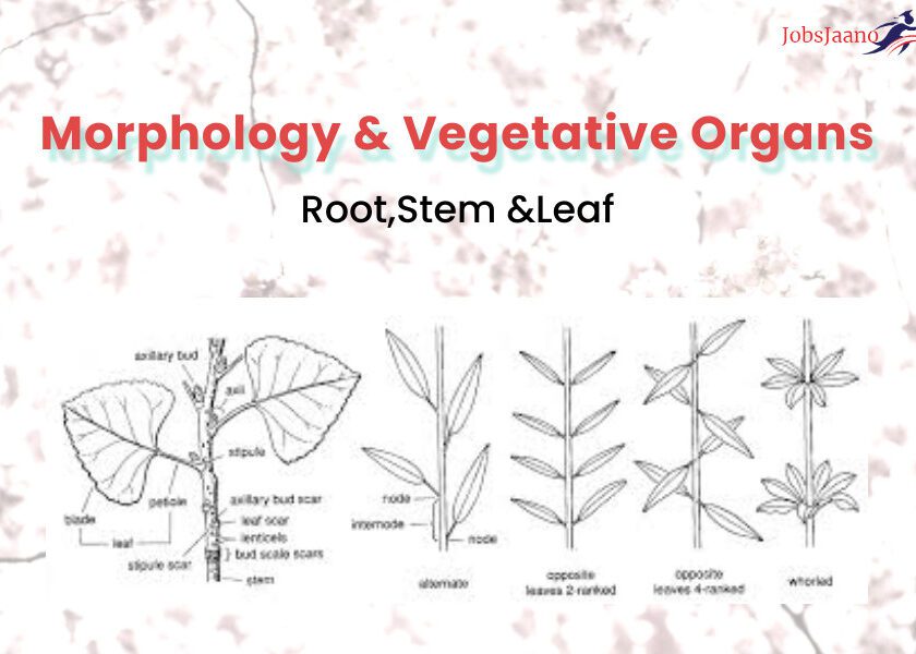 Plant Anatomy And Morphology