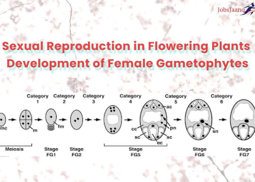 Reproduction in Plants Questions and Answers | Development of Female ...