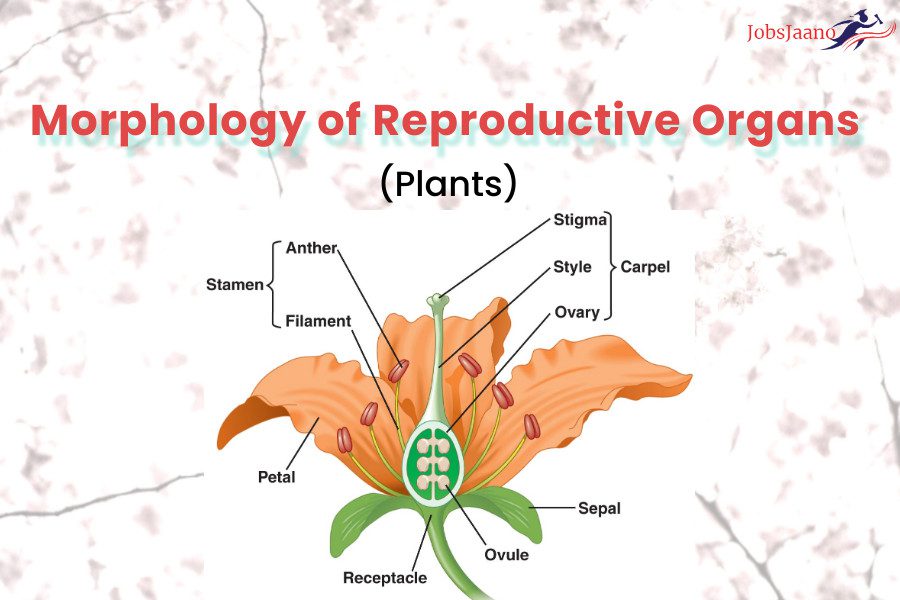 Morphology Of Flowering Plants Questions And Answers Pdf JobsJaano Morphology Of Flowering Plants Questions And Answers Pdf JobsJaano